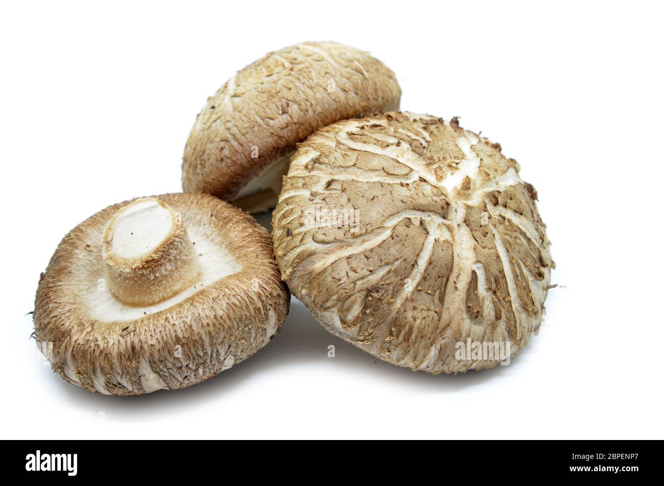 Brown Shiitake mushrooms isolated on white background Stock Photo - Alamy
