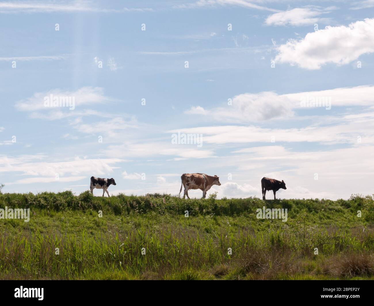 three cows in the distance walking along a path through the countryside ...