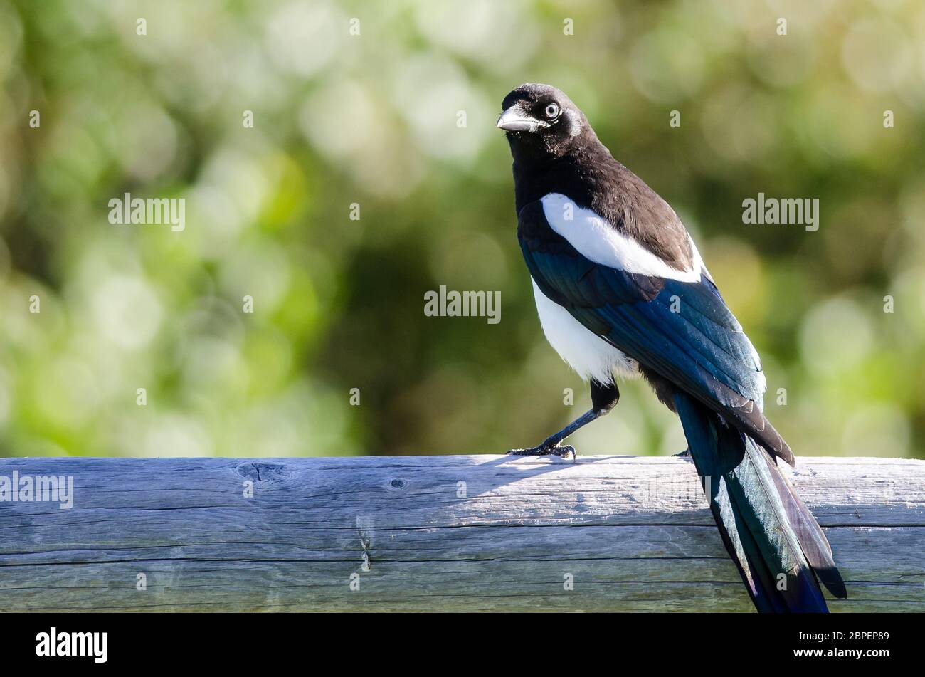 Magpie on fence rail hi-res stock photography and images - Alamy