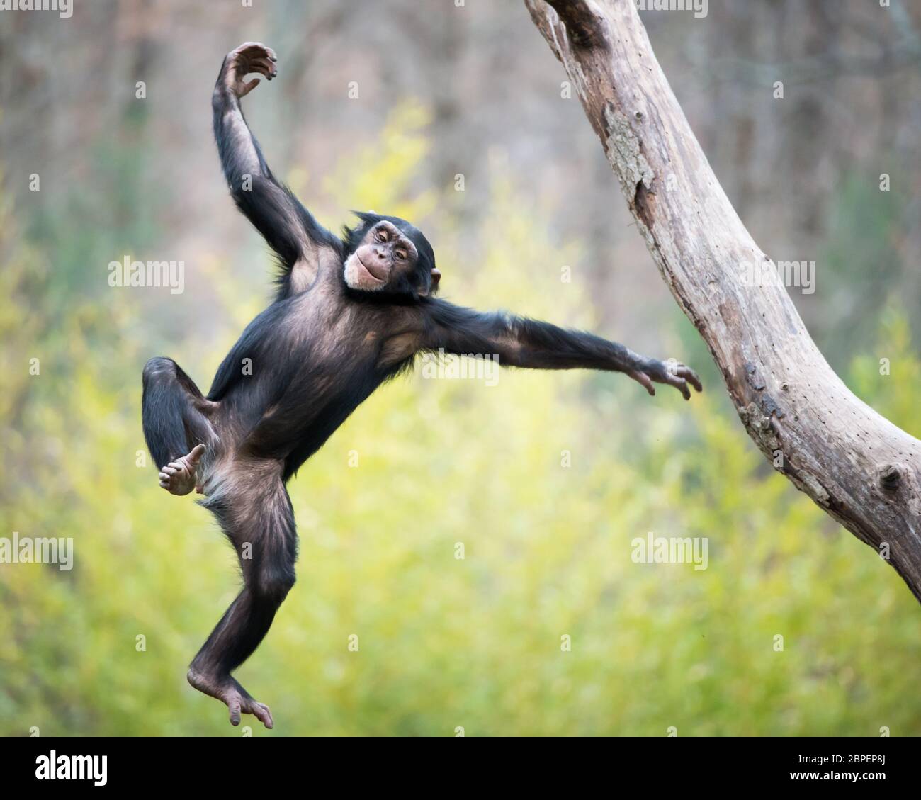 Young Chimpanzee Swinging and Jumping from a Tree Stock Photo - Alamy