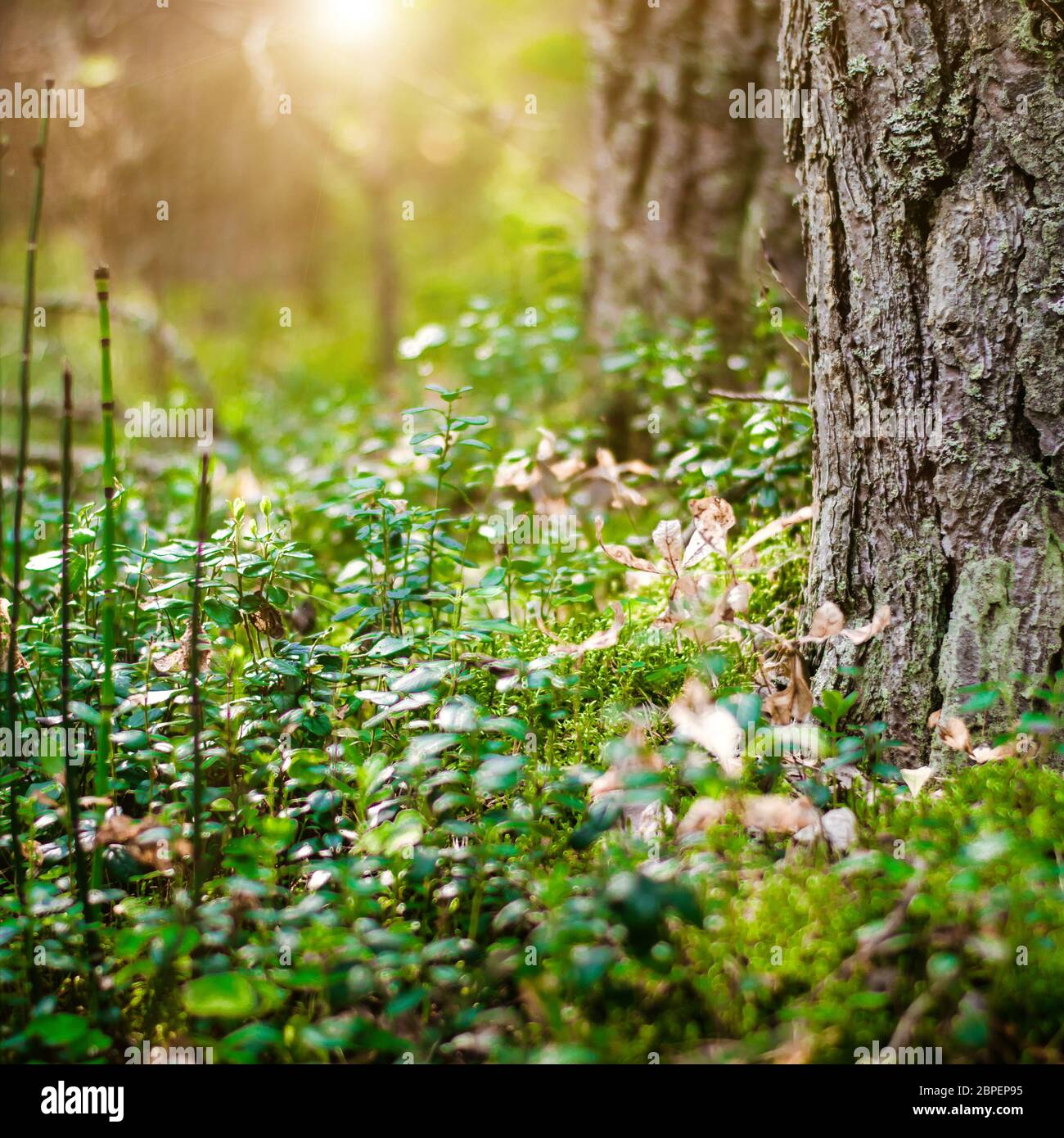 Plants clear bokeh and sun rays background Stock Photo - Alamy