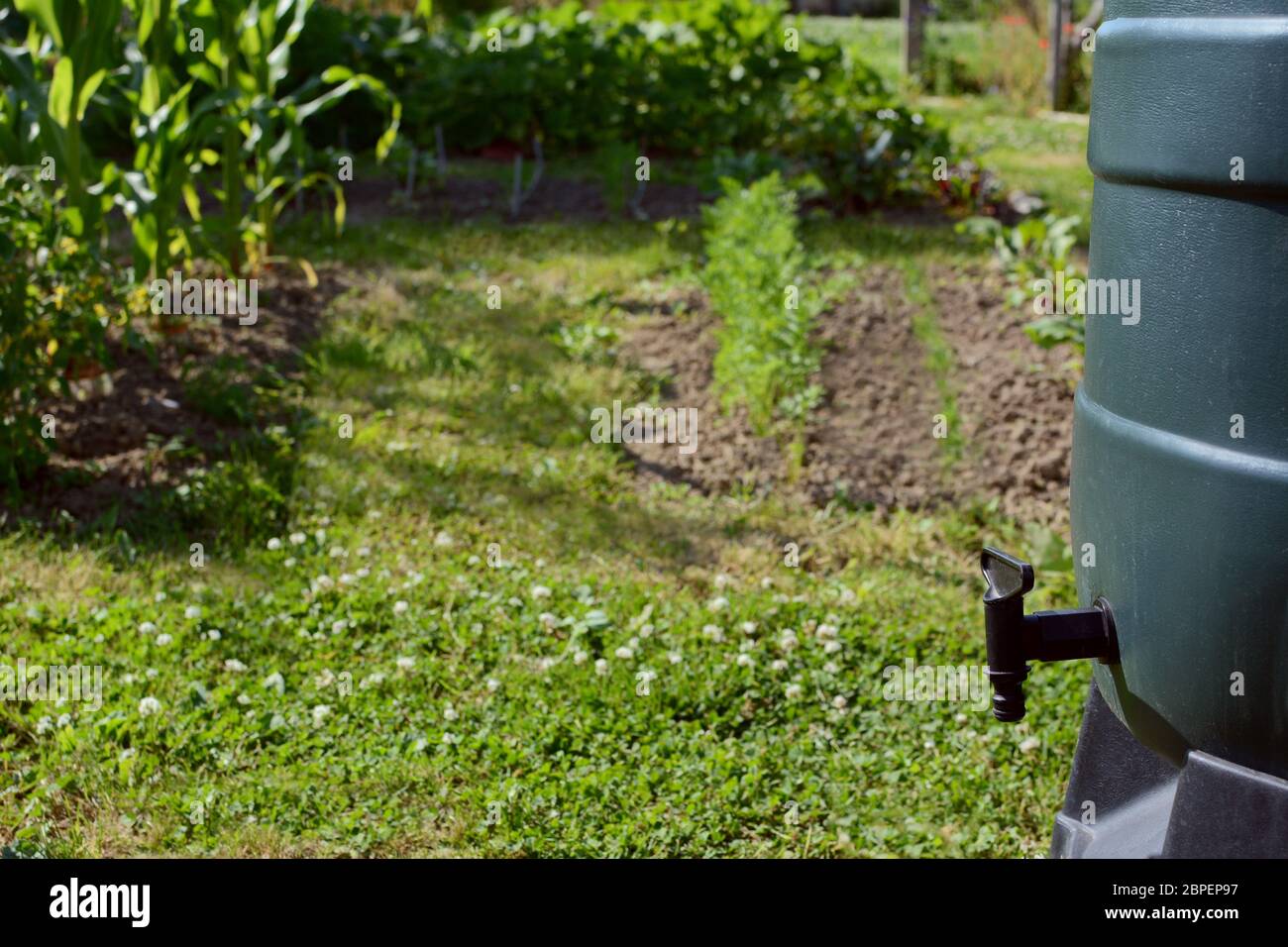 Green rain barrel with black tap in selective focus against an ...