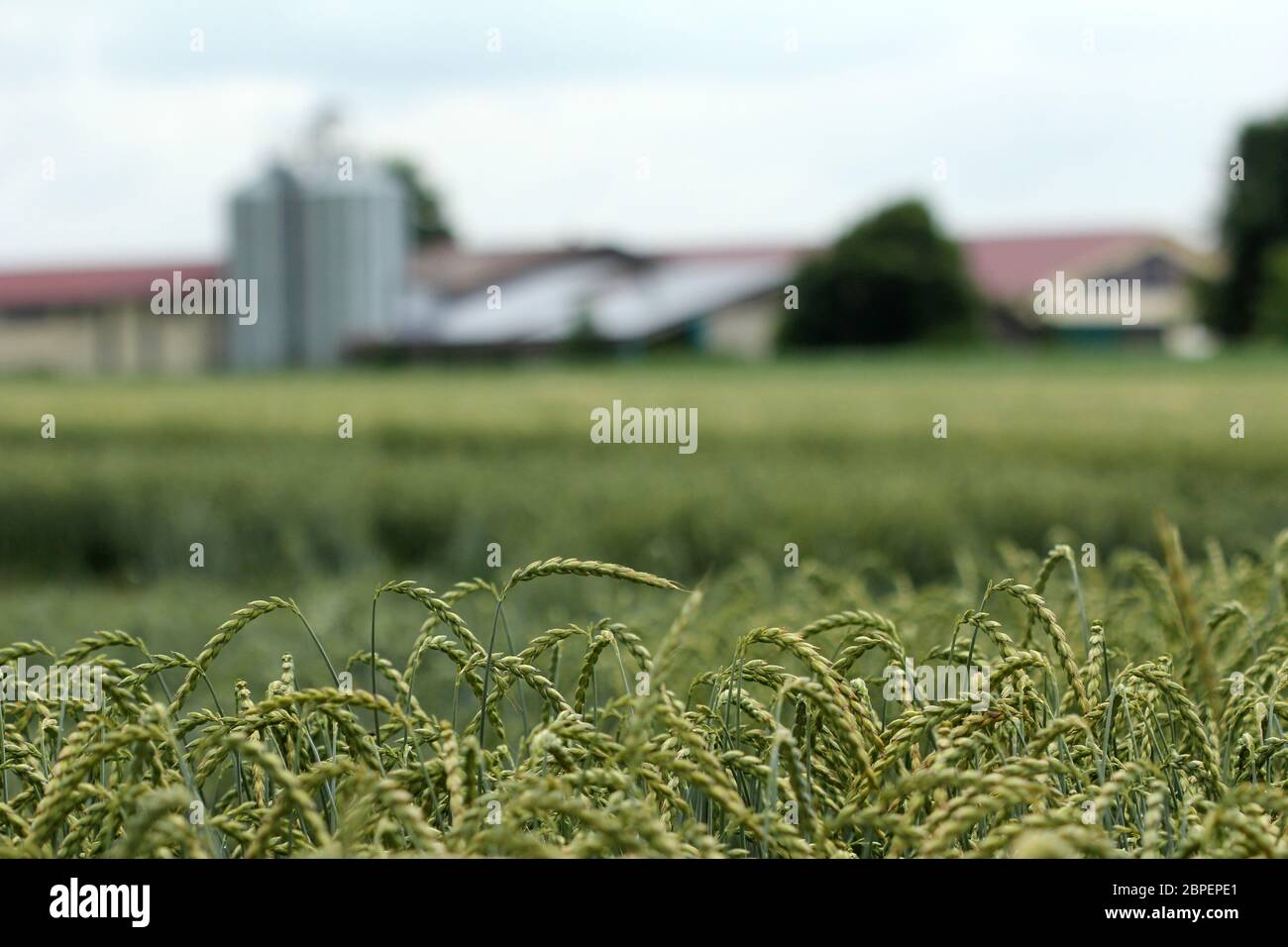 field of corn, spelt, crop Stock Photo - Alamy
