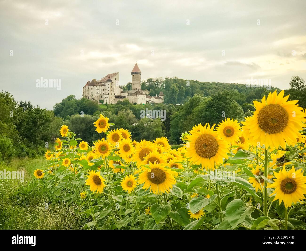 Burg clam hi-res stock photography and images - Alamy