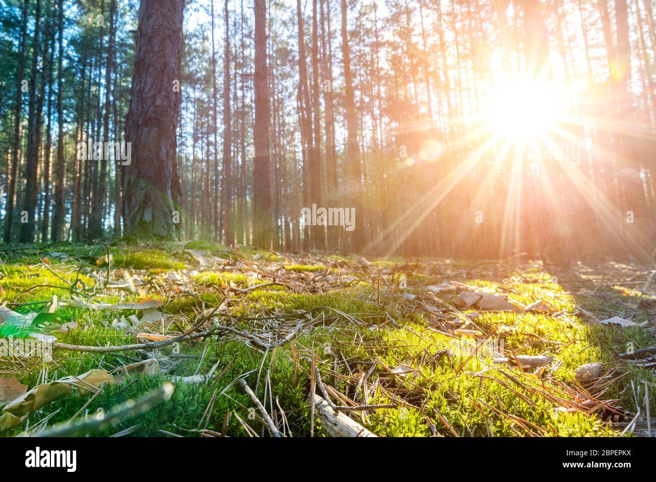 Forrest floor sun hi-res stock photography and images - Alamy
