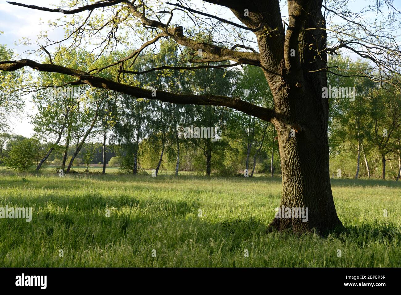 Feld wiese baum hi-res stock photography and images - Alamy