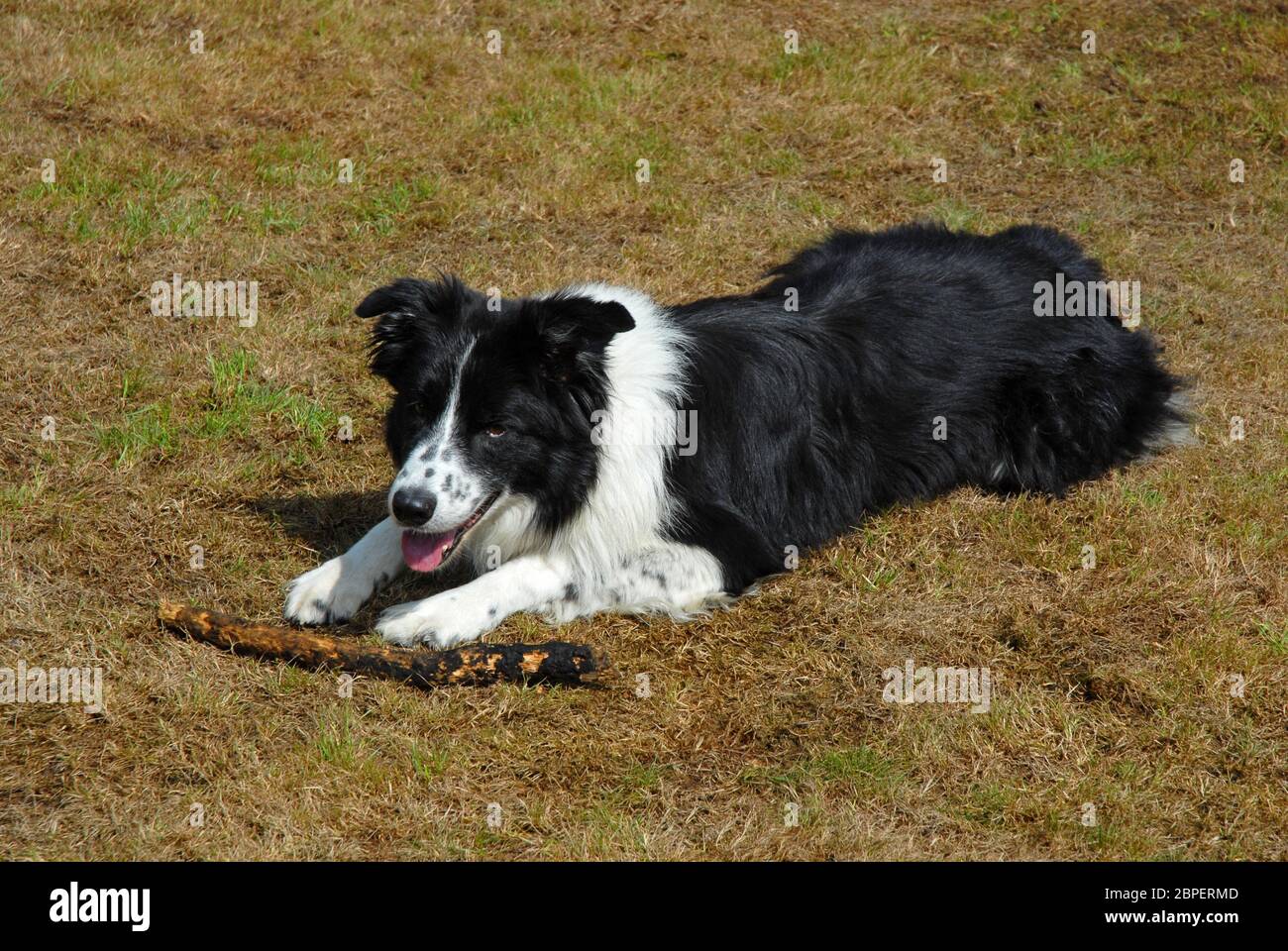 Border collie stick hi-res stock photography and images - Alamy