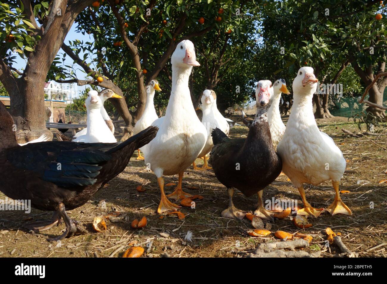 Ducks in farm traditional farming in China animal farm Stock Photo - Alamy
