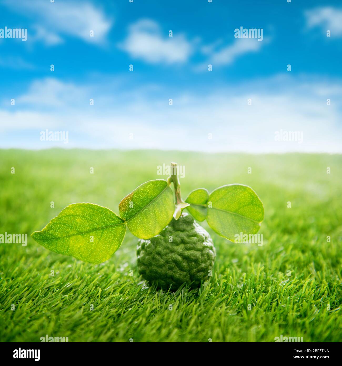 Pesticide free fresh organic kaffir lime with leaves on green lawn ...