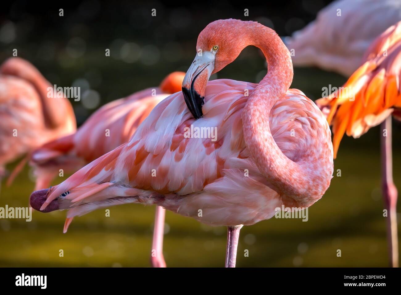 Pretty flamingo hi-res stock photography and images - Alamy