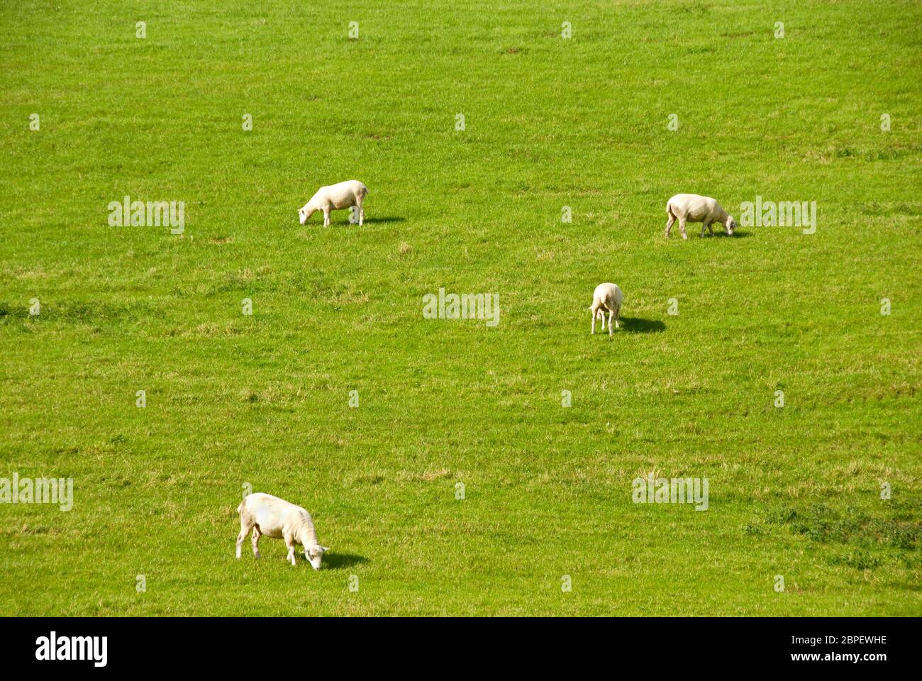 Pastoral farming england hi-res stock photography and images - Alamy