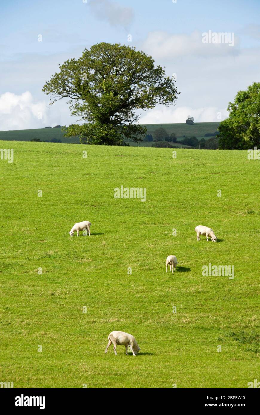 Four sheep grazing in a field, Dorset, England Stock Photo - Alamy