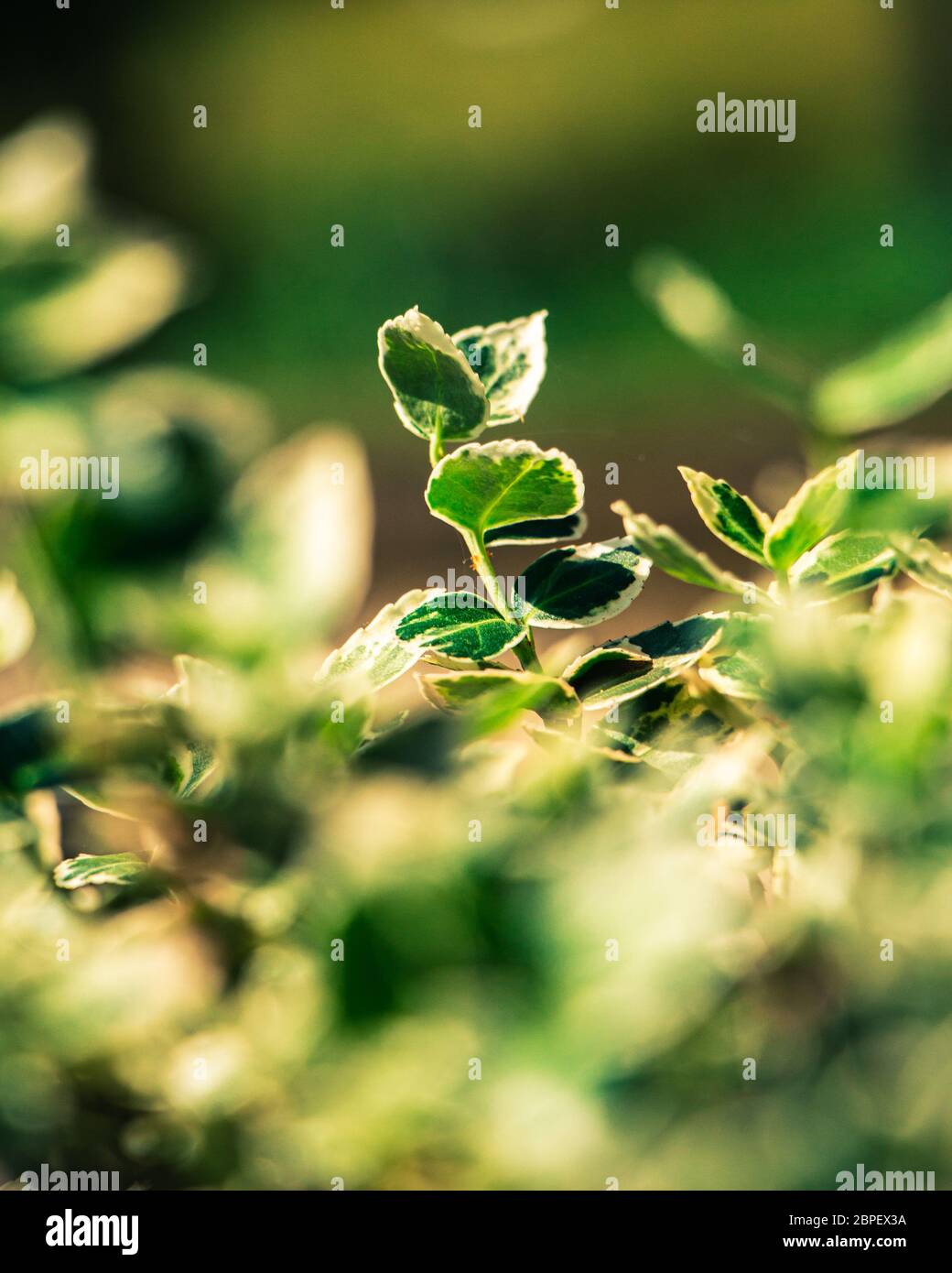 Cute twig sticking out into the sunshine Stock Photo - Alamy