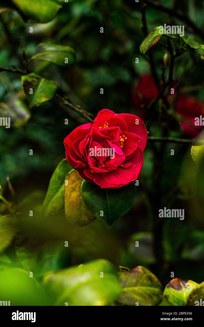 Rose between the leaves and branches Stock Photo - Alamy