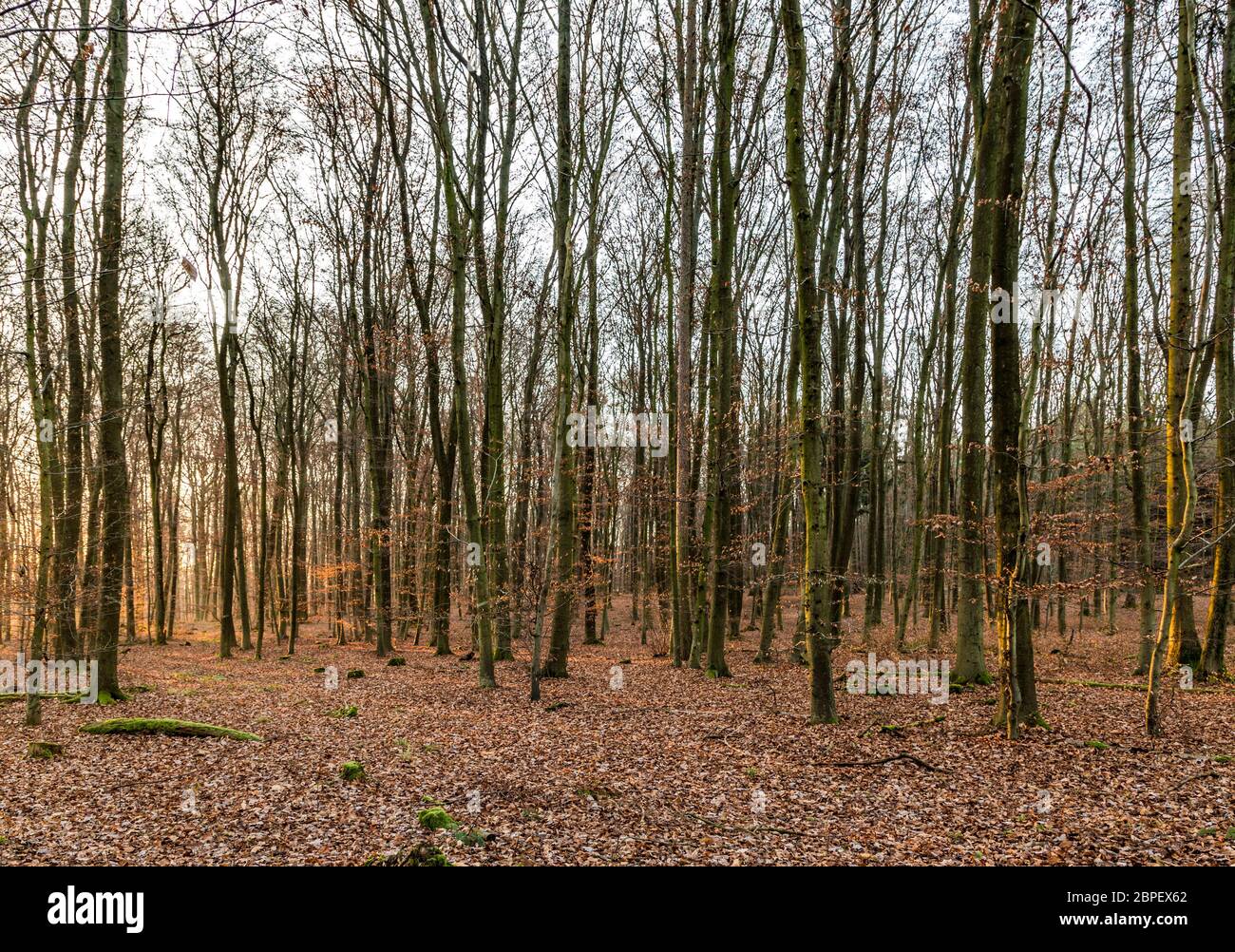 Sunbeam in dense wild hi-res stock photography and images - Alamy
