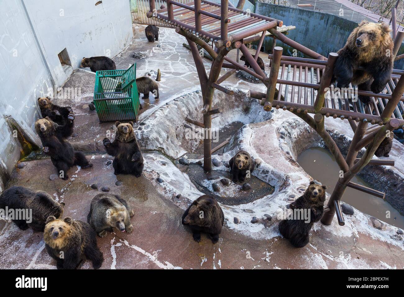 Many Bear in zoo Stock Photo - Alamy