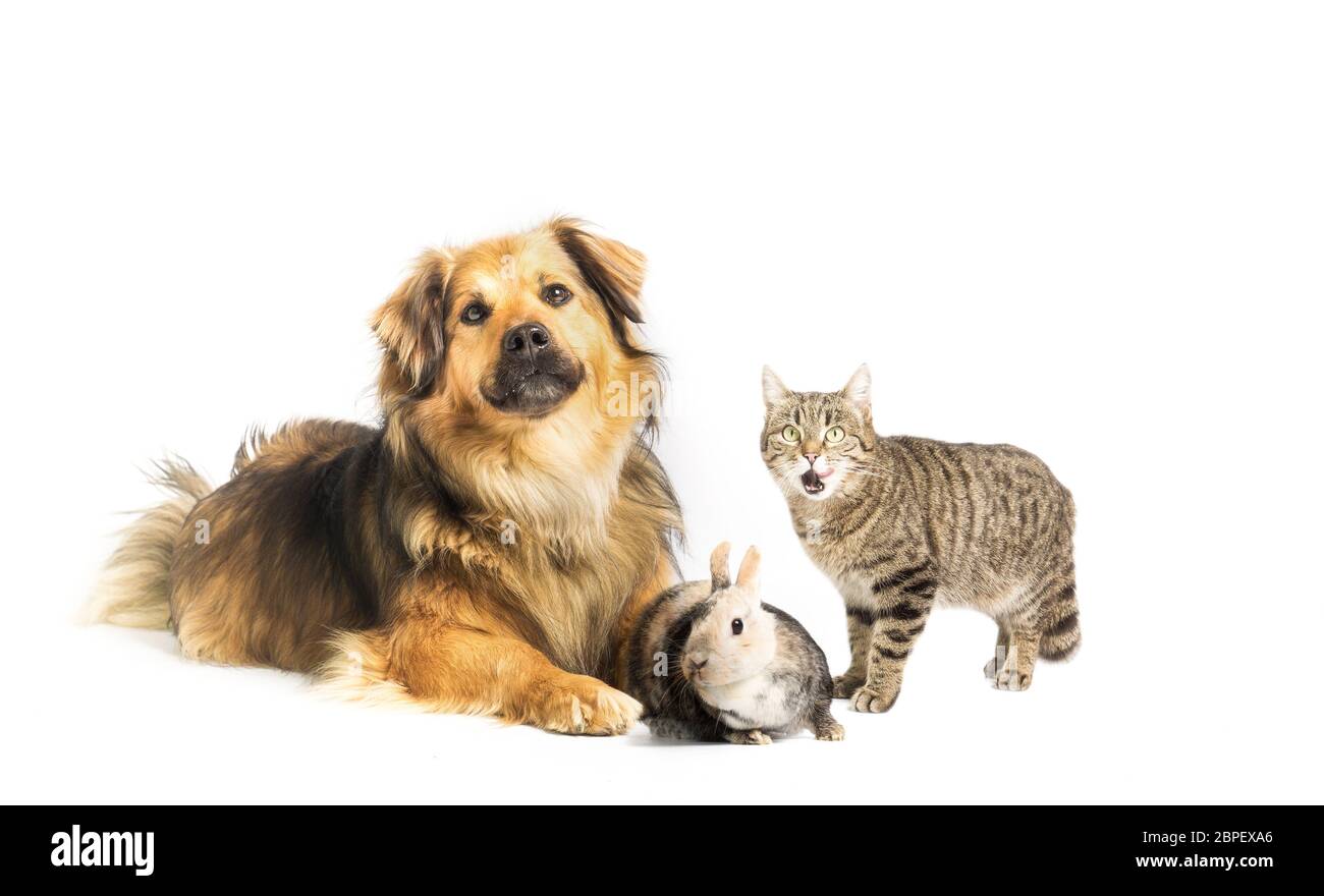 Dog, cat and rabbit in studio with white background Stock Photo - Alamy