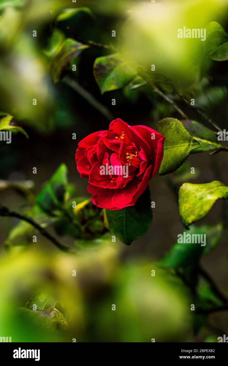 Rose between the leaves and branches Stock Photo - Alamy