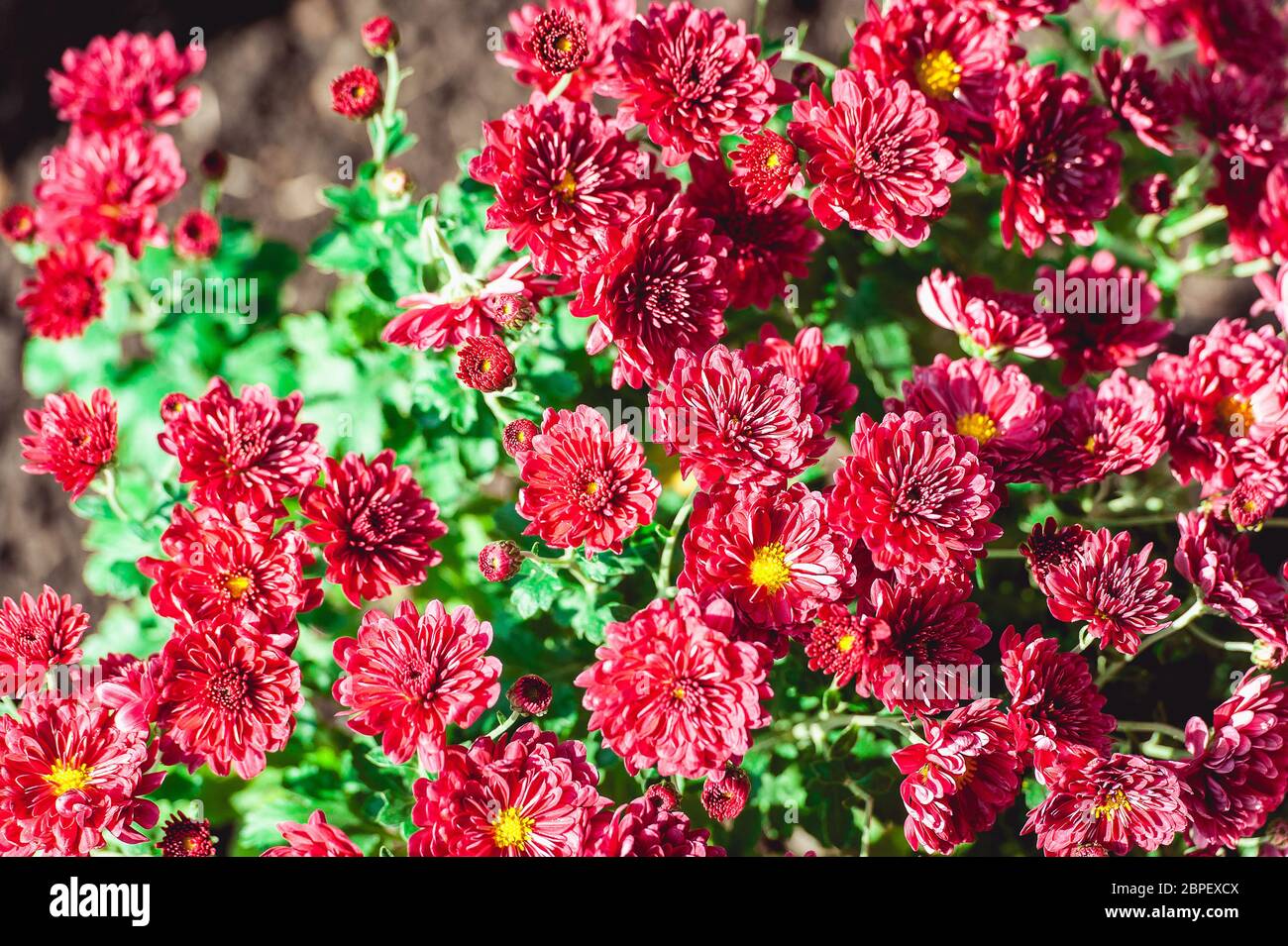 small red flower as part of landscape design Stock Photo - Alamy