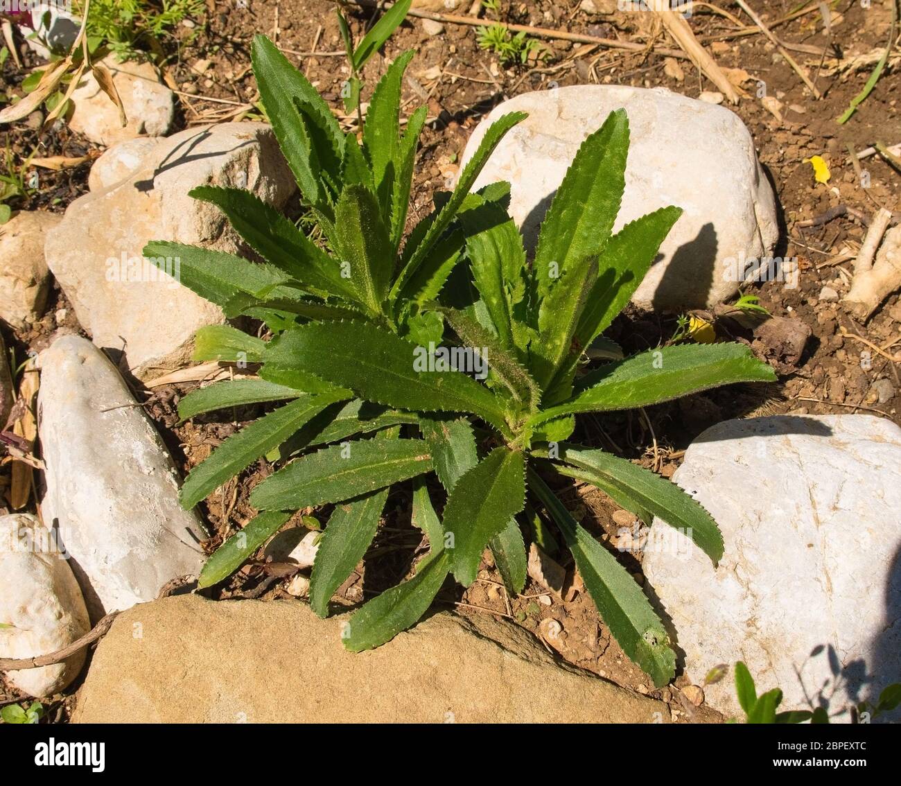 Yellowest hi-res stock photography and images - Alamy