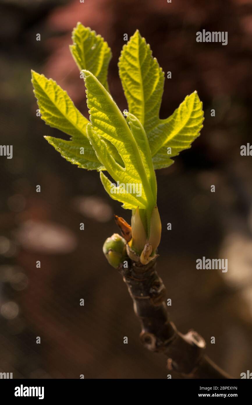 Fig sprout hi-res stock photography and images - Alamy