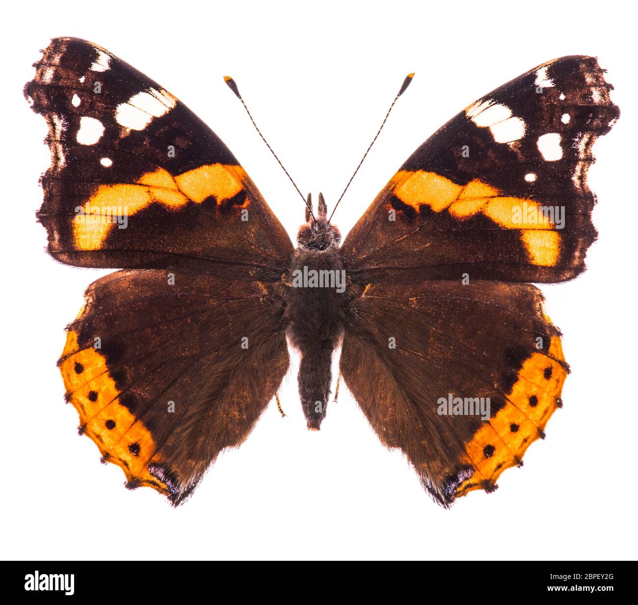 Red admiral butterfly (Vanessa atalanta) isolated on a white background ...