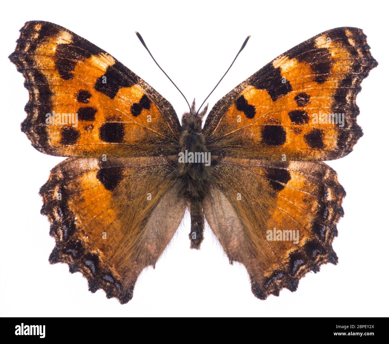 Large tortoiseshell butterfly (Nymphalis polychloros) isolated on a ...