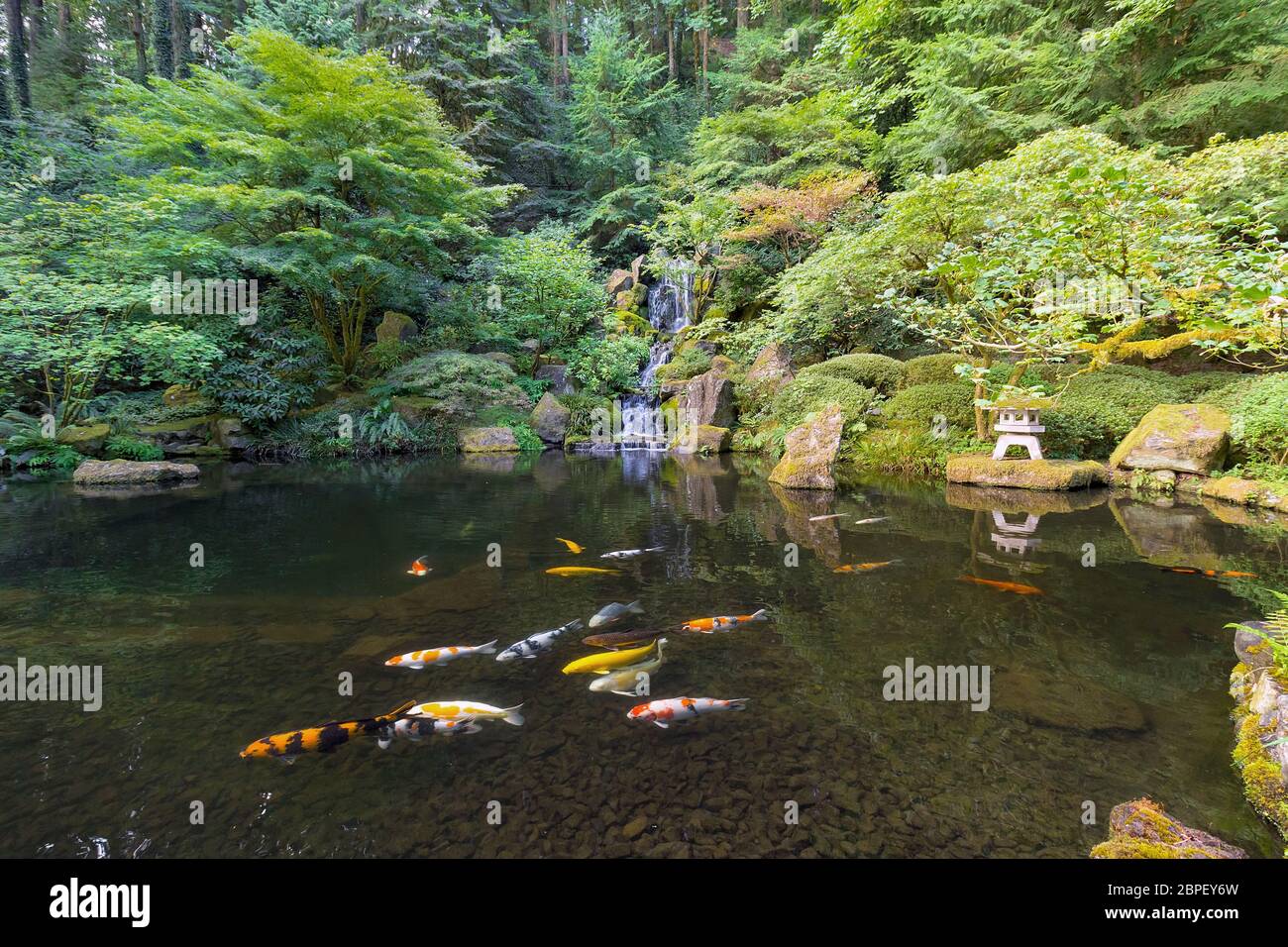 Koi Fish swimming in pond by Heavenly Falls waterfall in Japanese ...