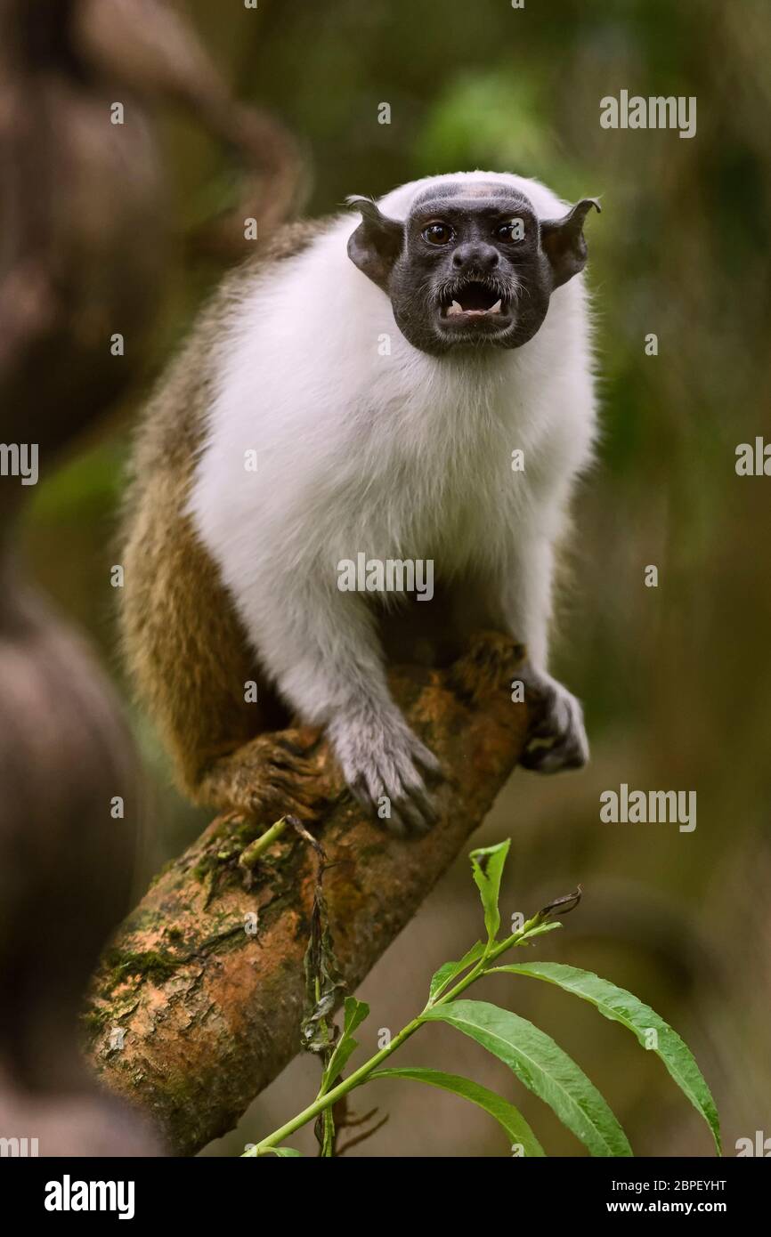 Brazilian Bare-faced Tamarin - Saguinus bicolor, endangered primate ...