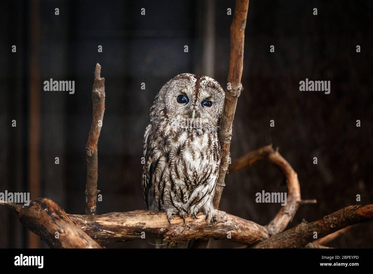 Owl in a cage hi-res stock photography and images - Alamy