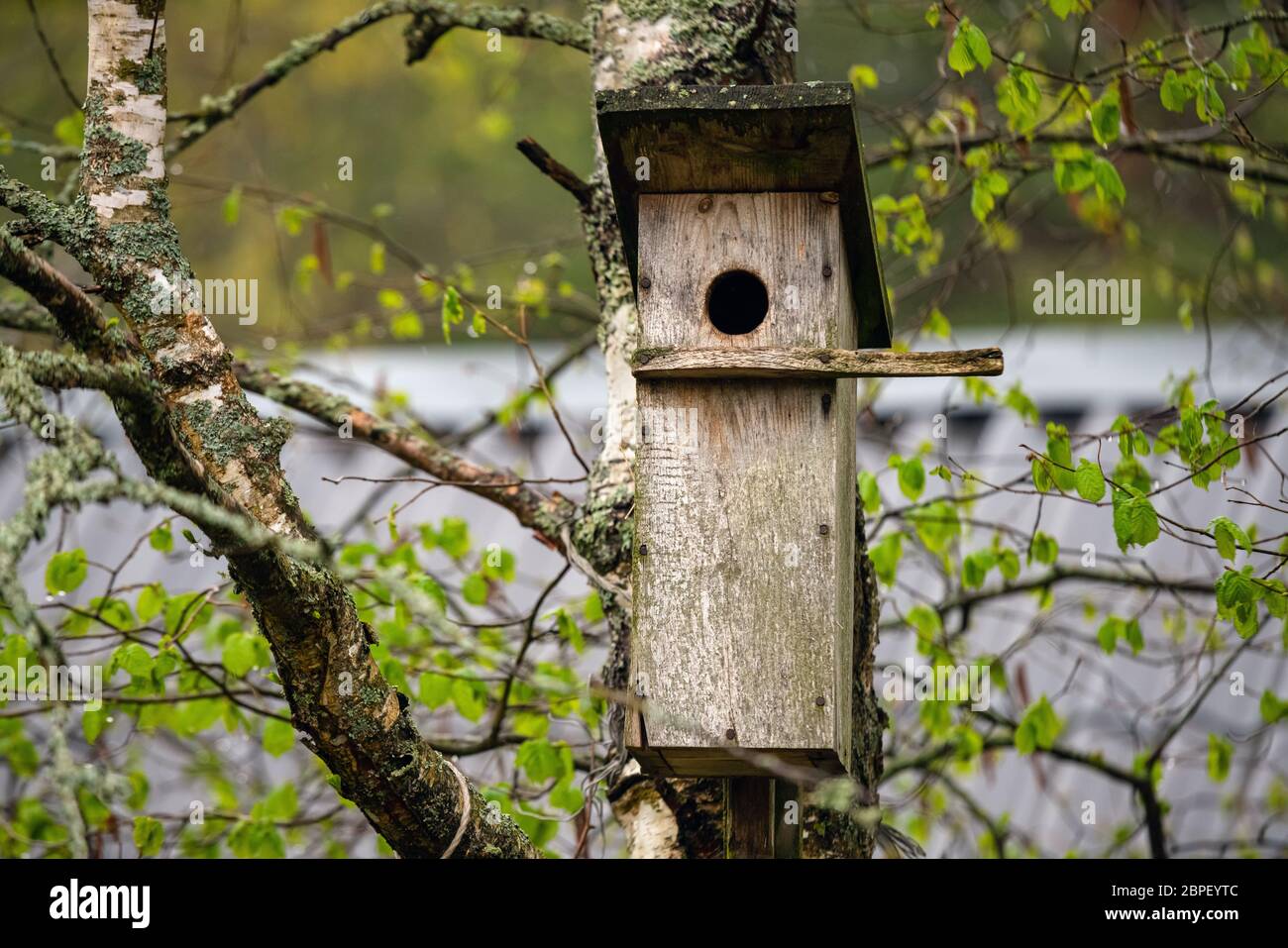 Nesting box in the tree on a cloudy day. Wooden bird house hanging on ...