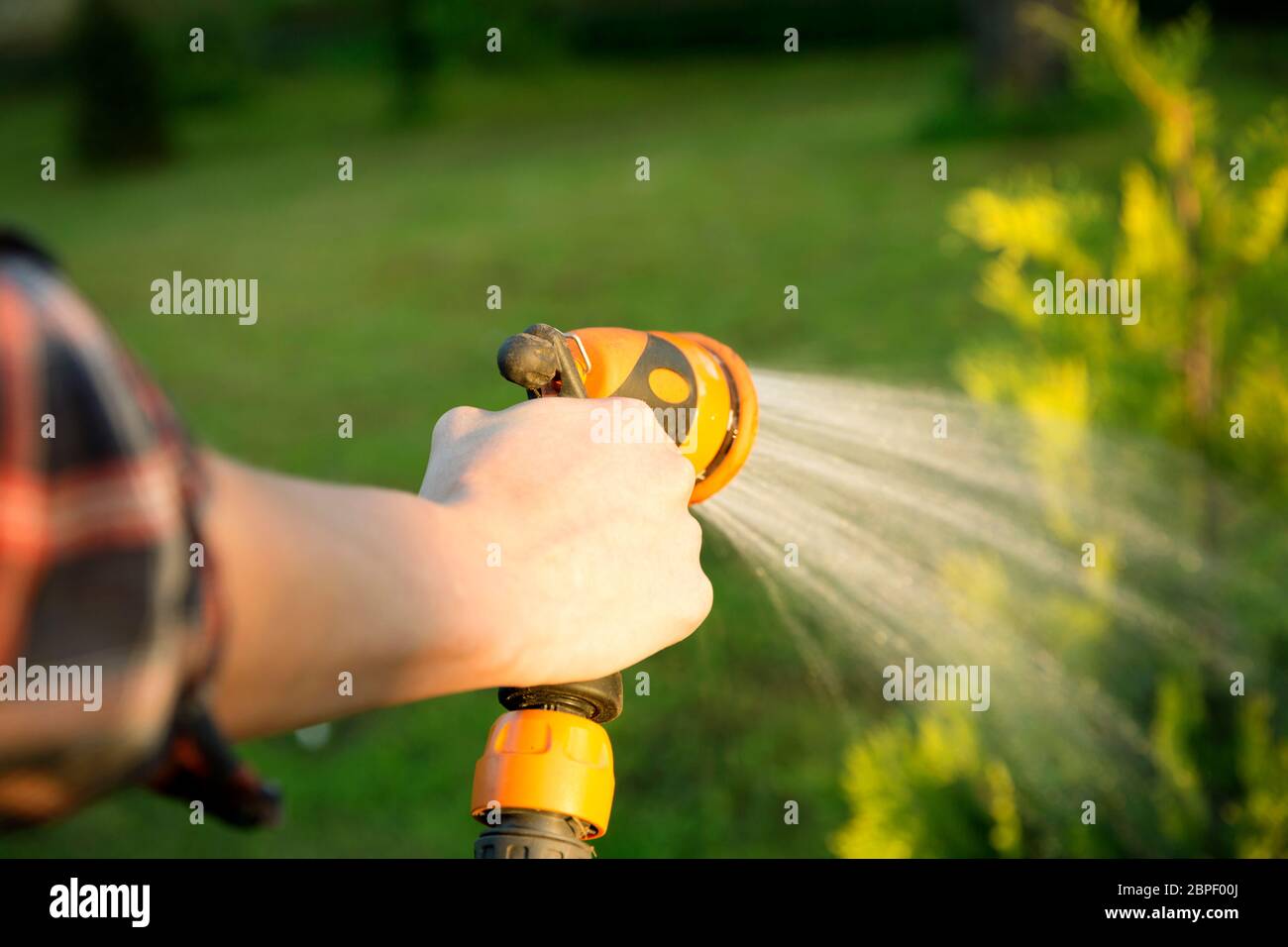 Watering green tree with hose. Gardening concept Stock Photo - Alamy