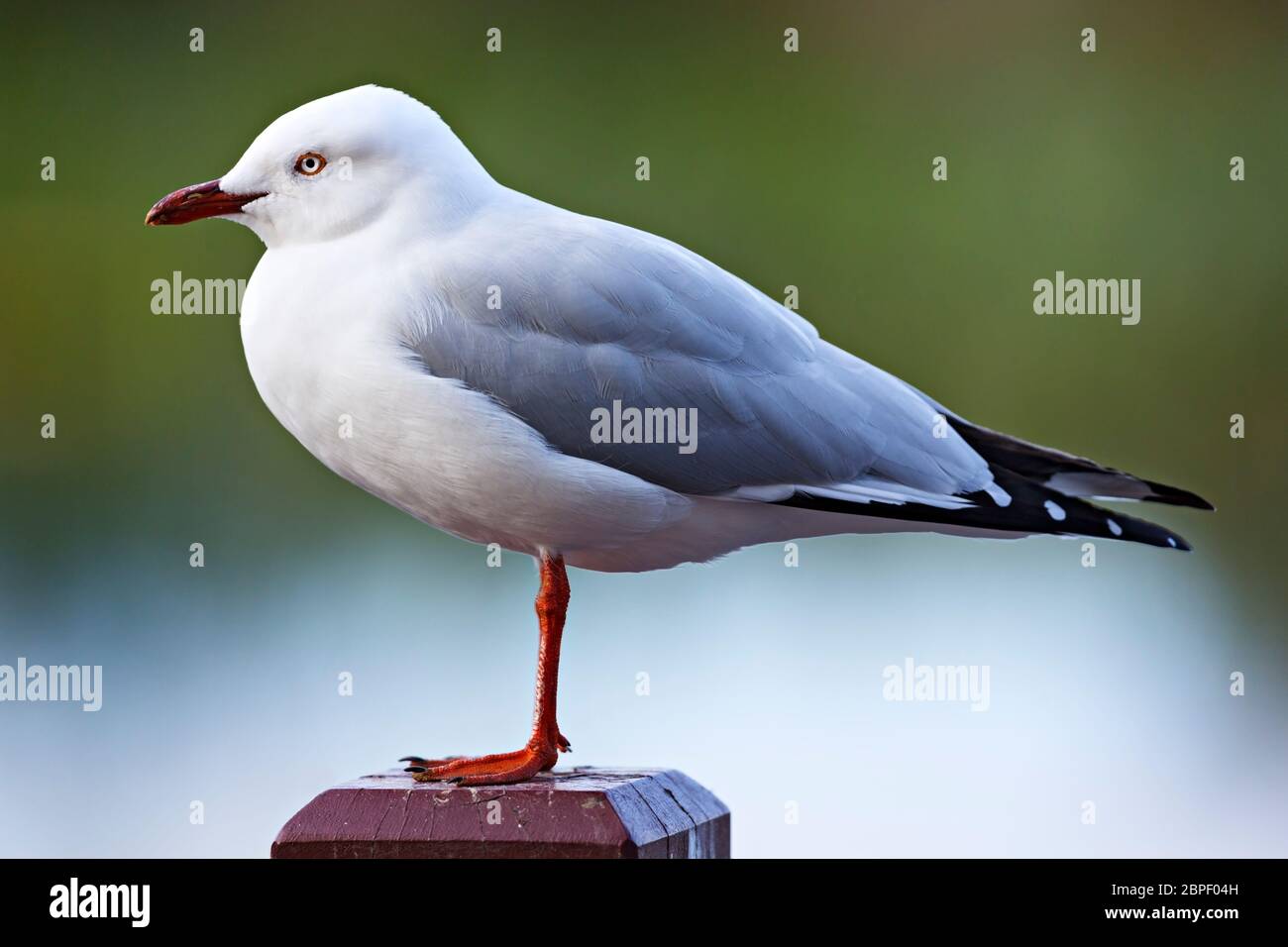 Silver gulls australia hi-res stock photography and images - Alamy
