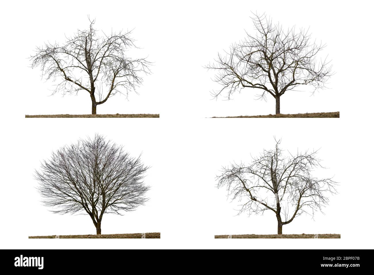 Four leafless trees in winter, isolated on white background Stock Photo ...