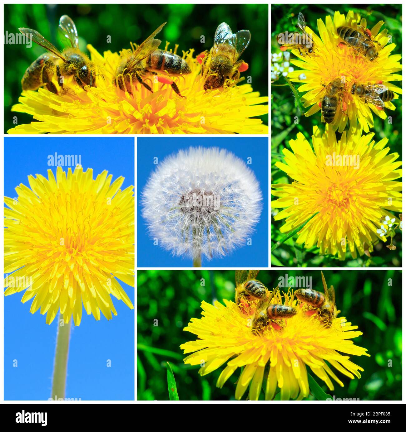 Insect collage Cut Out Stock Images & Pictures - Alamy