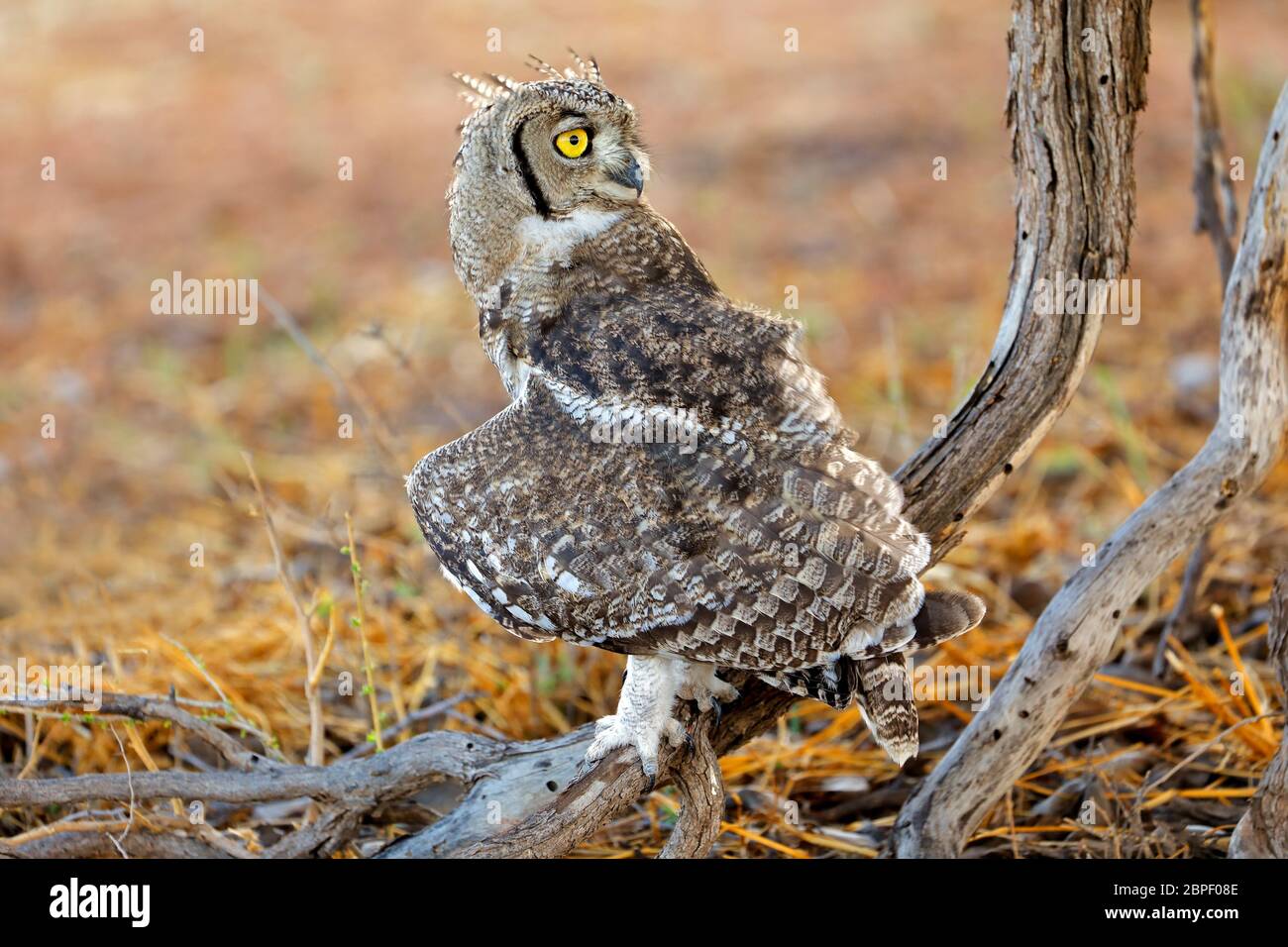Spotted eagle-owl (Bubo africanus) in natural habitat, Kalahari desert ...