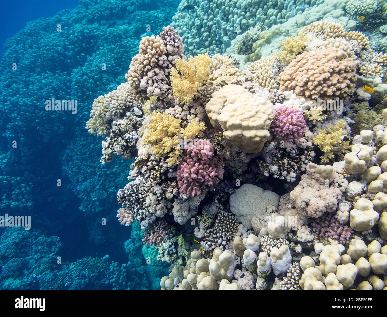 Colorful coral reef on the bottom of tropical sea, underwater landscape ...