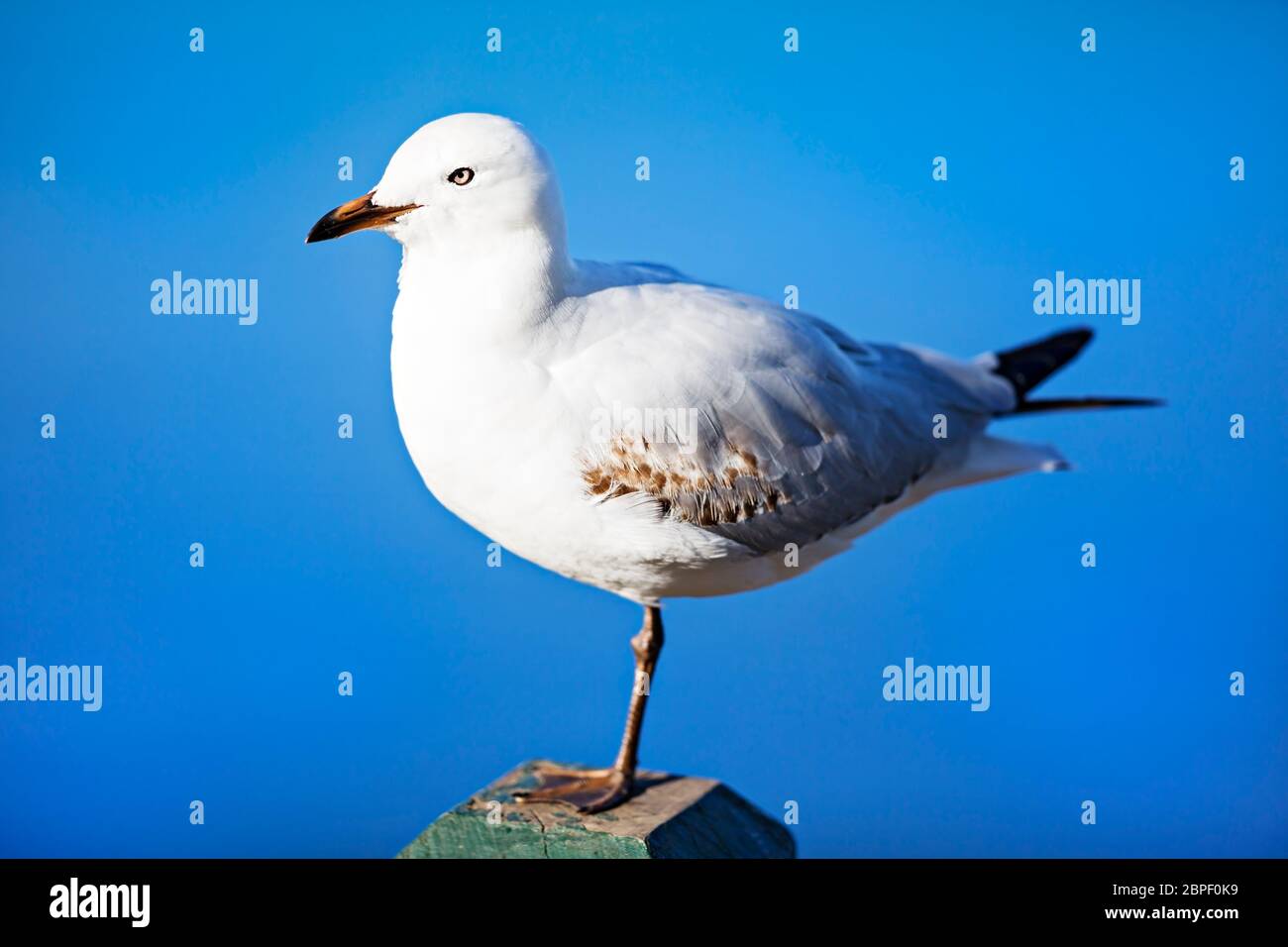 Birds / Australian Silver Gull standing on one leg in Ballarat Victoria ...