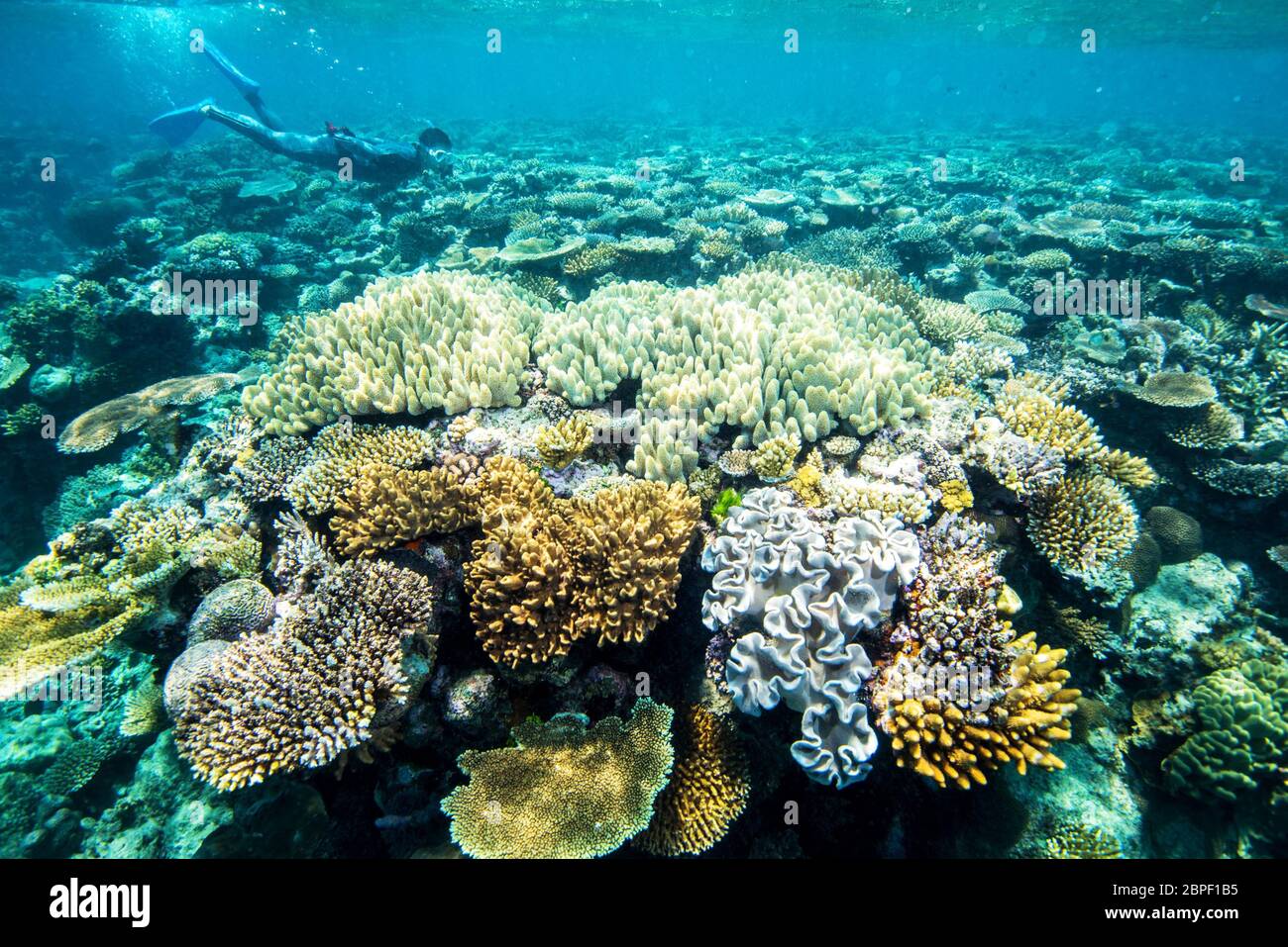 File photo taken Oct. 9, 2016, shows corals in the Great Barrier Reef ...