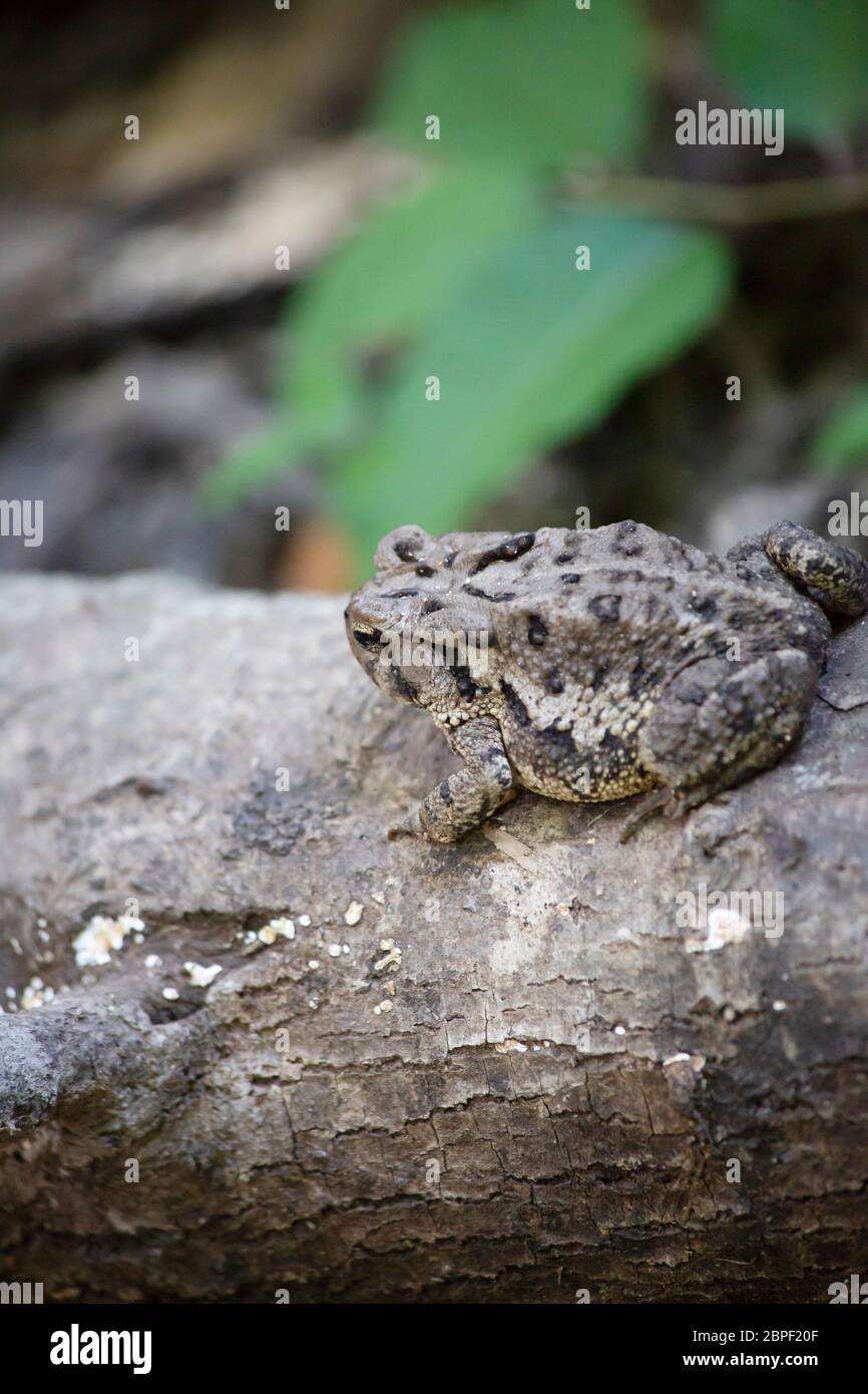 Oak toad (Anaxyrus quercicus) on a forest log Stock Photo - Alamy