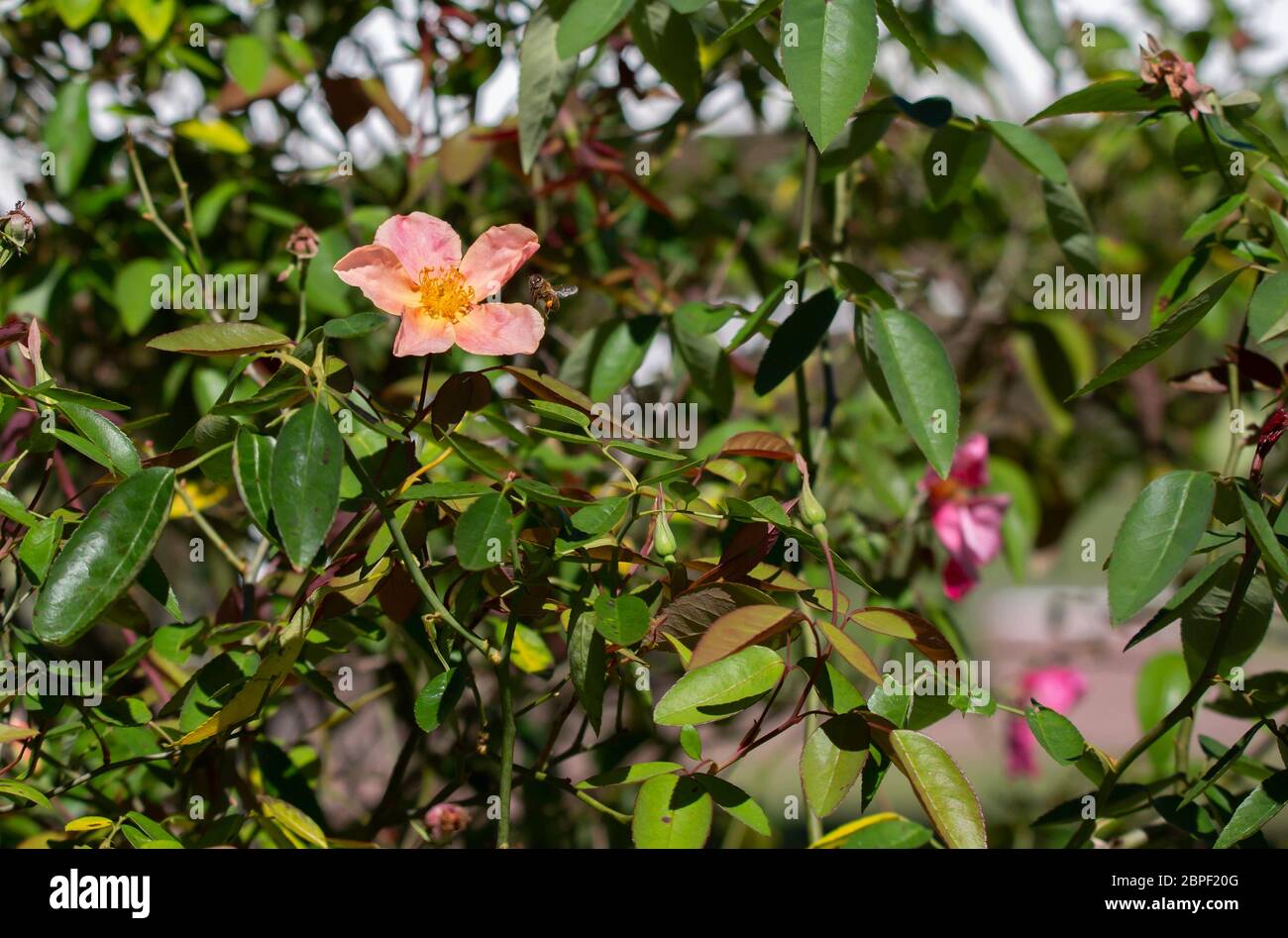 Hairy peach hi-res stock photography and images - Alamy