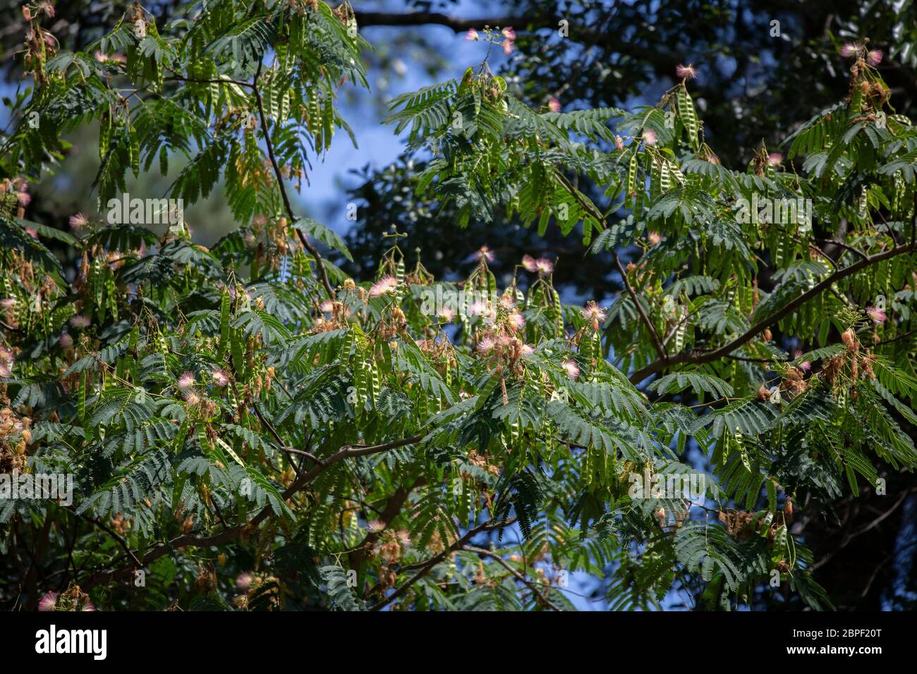 Colorful mimosa or silk tree in full bloom Stock Photo - Alamy