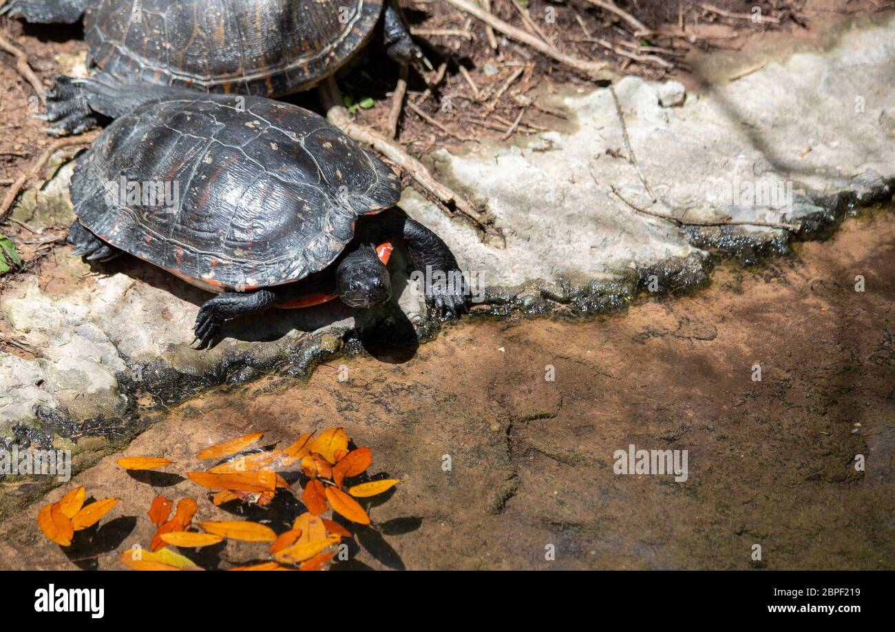 Chrysemys picta pet hi-res stock photography and images - Alamy