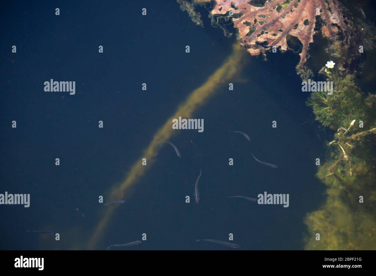 School of minnow fish swimming just below the surface of a pond Stock ...