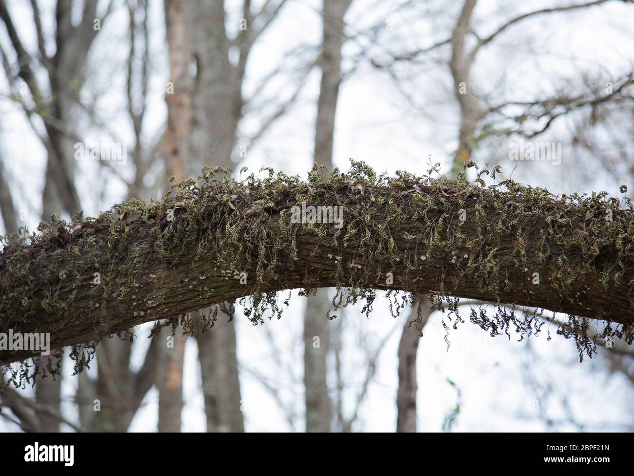 Drying moss growing out of a tree limb Stock Photo - Alamy