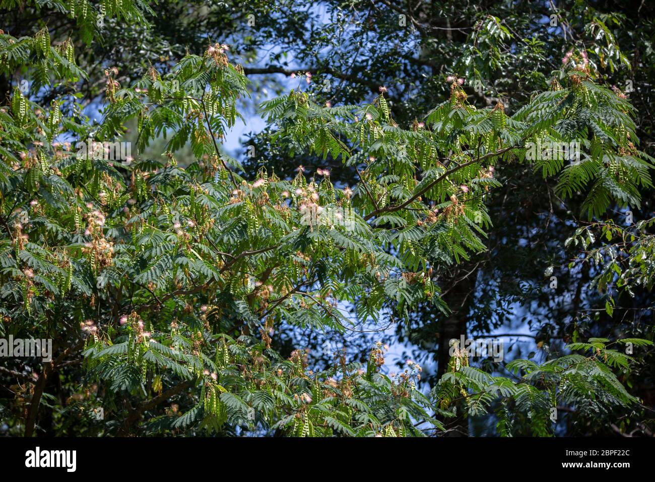 Colorful mimosa or silk tree in full bloom Stock Photo - Alamy