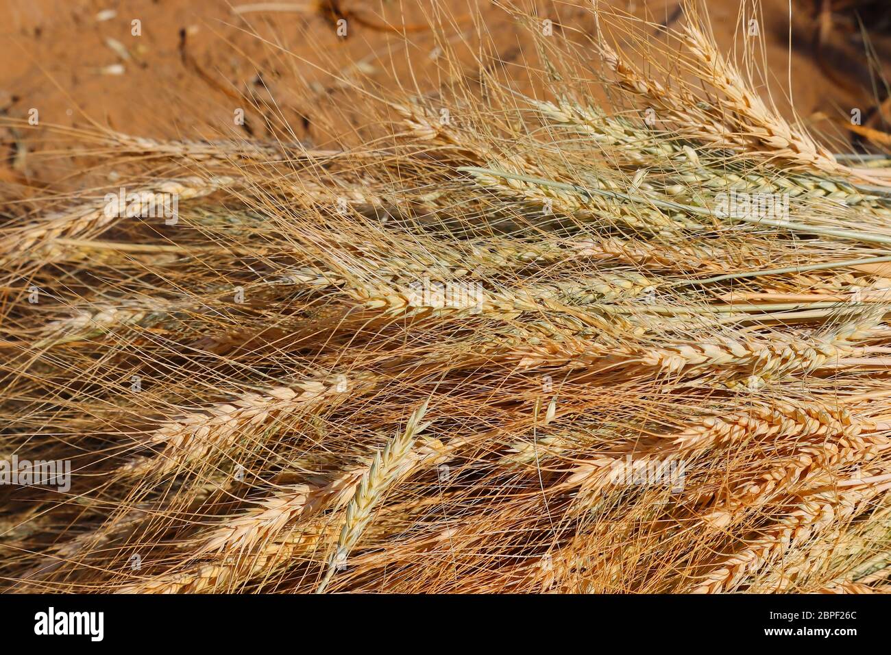 ripe crops laying on the ground Stock Photo - Alamy