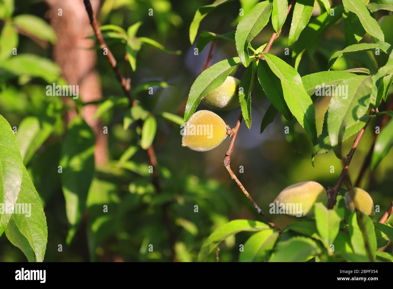 dry fruits grow on tree with leaves themes Stock Photo - Alamy