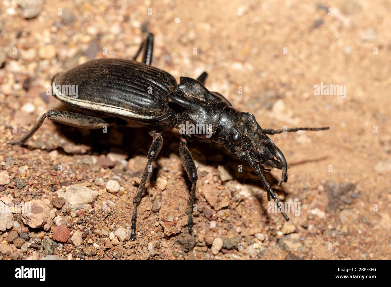 Anthia beetle hi-res stock photography and images - Alamy