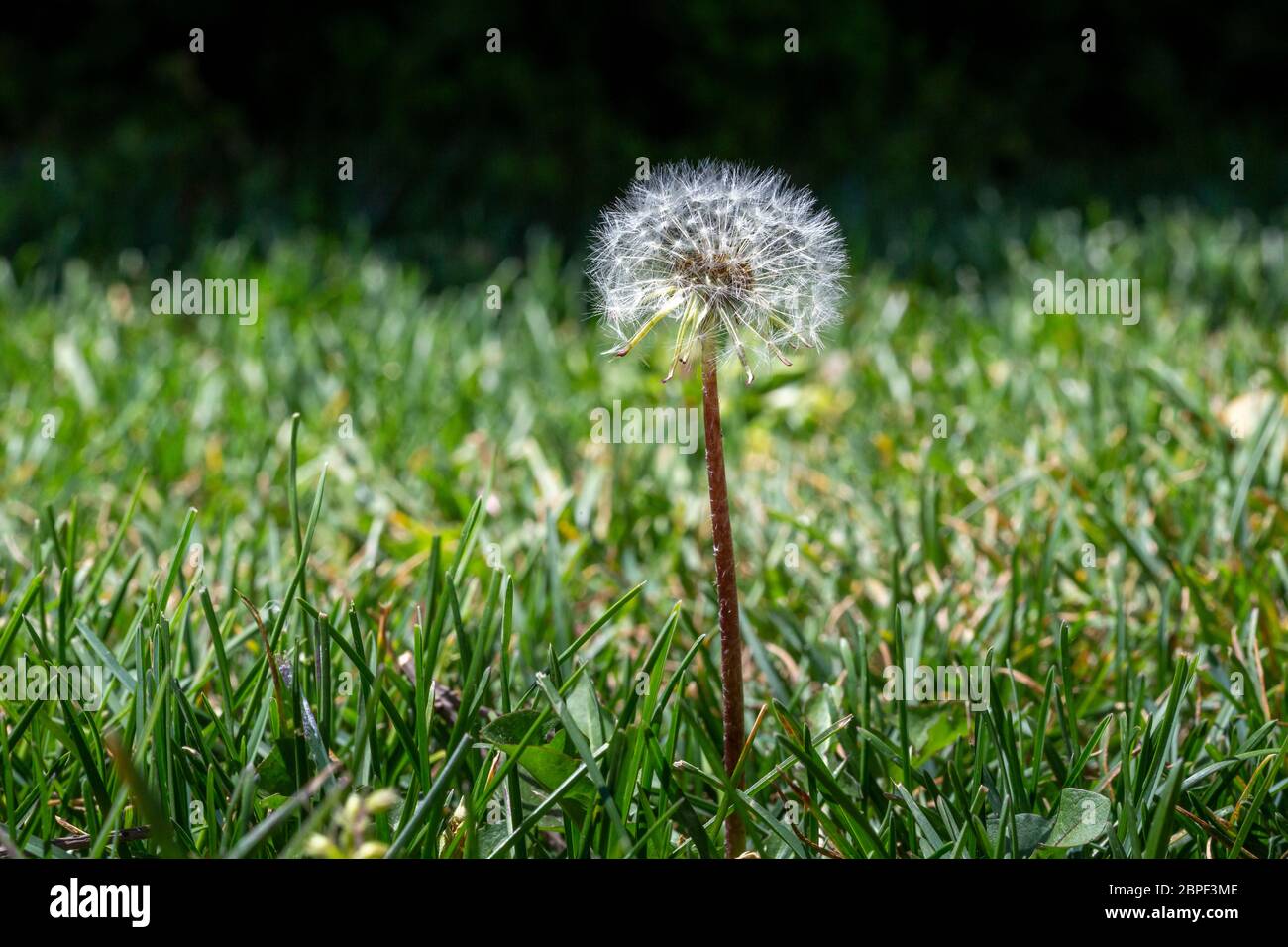 Dandelion seed pod Stock Photo - Alamy